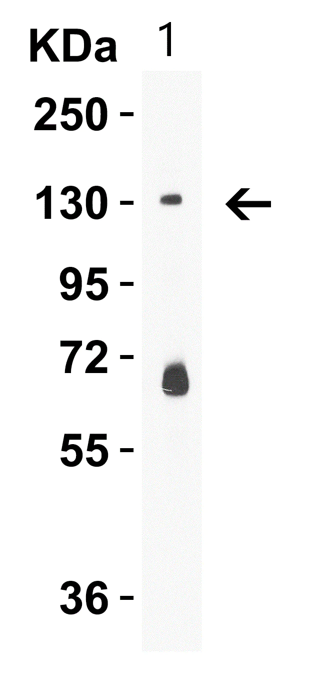 Anti-PRDM16 antibody (ab106410) | Abcam