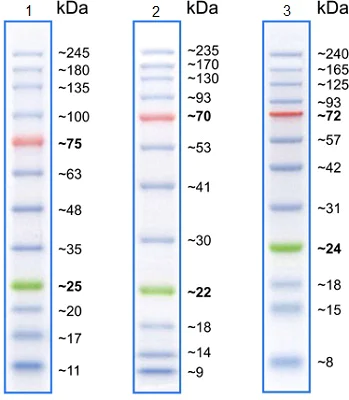 Prestained Protein Ladder - Broad molecular weight (10 - 245 kDa ...