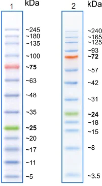 Prestained Protein Ladder - Extra broad molecular weight (5 - 245 kDa ...