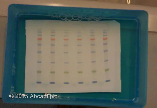 Prestained Protein Ladder - Mid-range molecular weight (10 - 180 kDa ...
