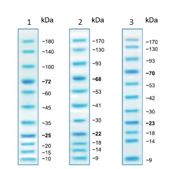 Prestained Protein Ladder - Mid-range molecular weight (10 - 180 kDa ...