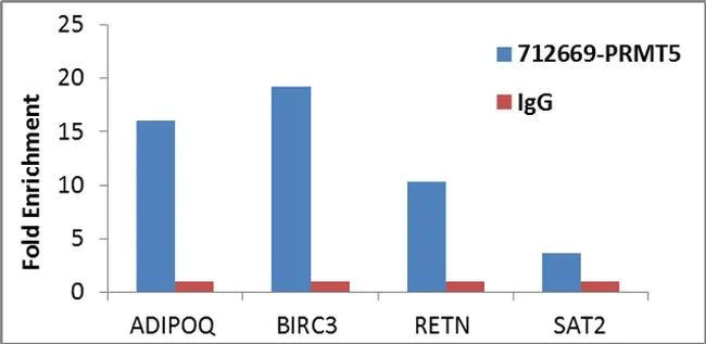 Anti-PRMT5 antibody [3HCLC] (ab277792) | Abcam