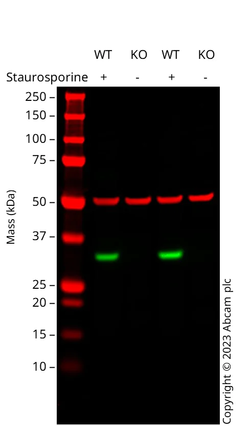 pro Caspase-3抗体[E61] (ab32150)| Abcam中文官网