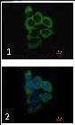 Anti-Proteasome 26S S2/PSMD2 antibody (ab125914) | Abcam