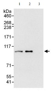 Anti-Proteasome 26S S2/PSMD2 antibody (ab140675) | Abcam