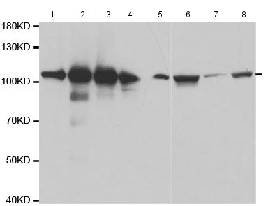 Anti-Proteasome 26S S2/PSMD2 antibody (ab197054) | Abcam