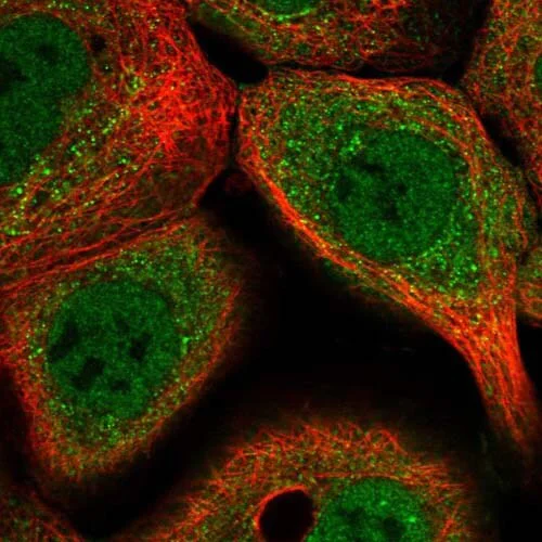 Anti-PRR9 antibody (ab121953) | Abcam
