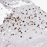 Anti-PRR9 antibody (ab121953) | Abcam