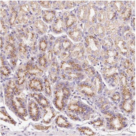 Anti-PRRC2A antibody (ab188301) | Abcam