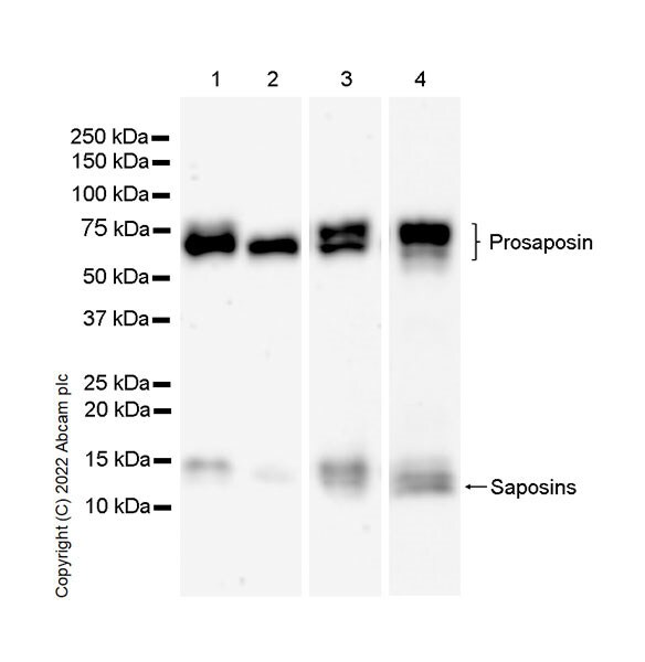 Anti-PSAP antibody [EPR25650-11] (ab300469) | Abcam