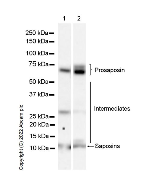 Anti-PSAP antibody [EPR25650-11] (ab300469) | Abcam