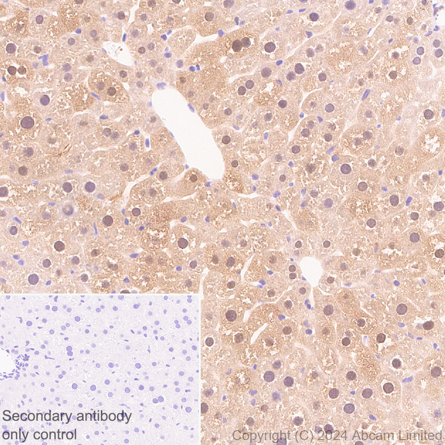 Anti-PSMB5/MB1 antibody [EPR28990-5] - BSA and Azide free (ab321798 ...