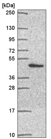 Anti-PSMD11 antibody (ab221645) | Abcam