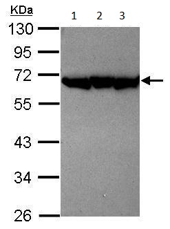 Anti-PSMD12 antibody (ab228902) | Abcam