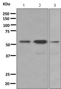 Anti-PTBP2 antibody [EPR9891] - BSA and Azide free (ab249155) | Abcam