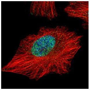 PTEN抗体 (ab137337)| Abcam中文官网