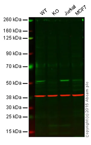 Anti-PTP1B antibody [EPR1836(2)] - BSA and Azide free (ab232050) | Abcam