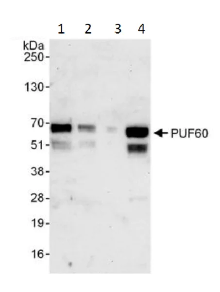 PUF60/FIR抗体 (ab225707)| Abcam中文官网