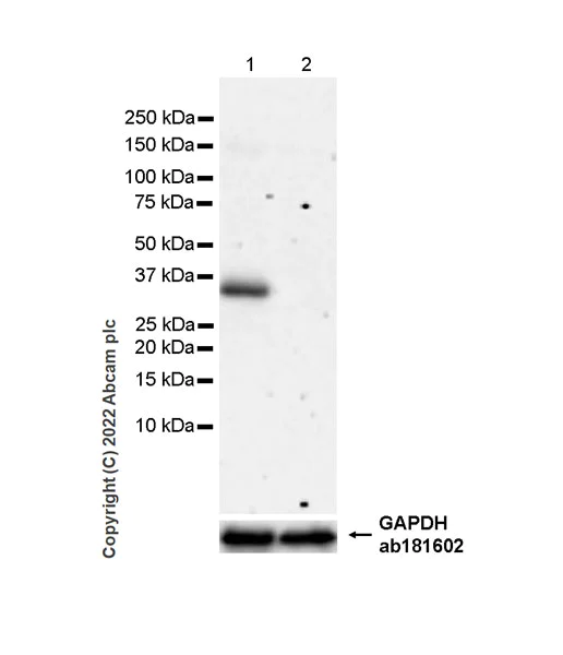 Anti-PVRIG/CD112R antibody [EPR26274-202] (ab307595) | Abcam