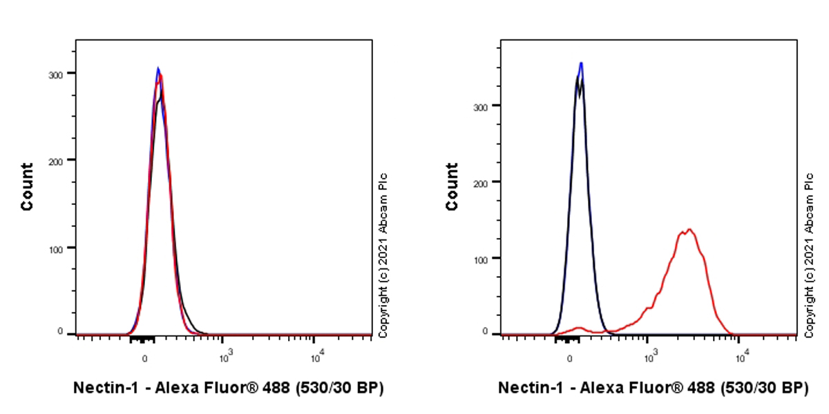 Anti-PVRL1/NECTIN1 antibody [EPR24275-102] (ab283310) | Abcam