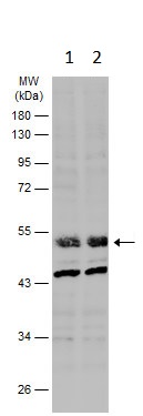 Anti-PVRL1/NECTIN1 antibody - N-terminal (ab229464) | Abcam