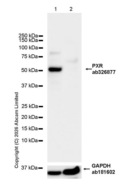 Anti-PXR antibody [EPR30454-637] (ab326877) | Abcam中文官网