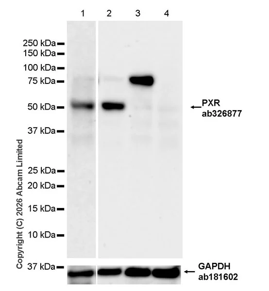 Anti-PXR antibody [EPR30454-637] - BSA and Azide free (ab326884 ...