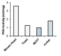 Pyruvate Dehydrogenase Activity检测试剂盒 (ab287837)| Abcam中文官网