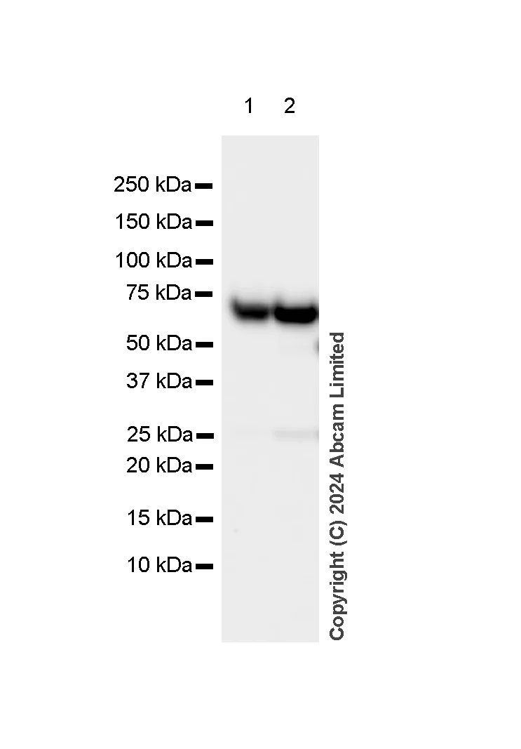 Anti-Pyruvate Dehydrogenase E2 antibody [EPR12455(B)] - BSA and Azide ...