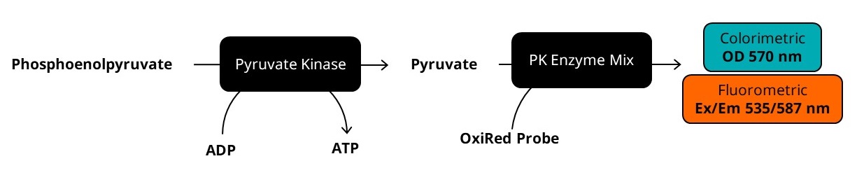 Pyruvate Kinase Activity Assay Kit (ab83432 / K709) | Abcam