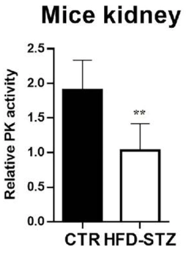 Pyruvate Kinase Activity Assay Kit (ab83432 / K709) | Abcam