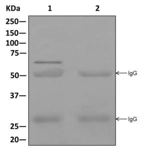 Anti-RAB11-FIP2 antibody [EPR12294] (ab174313) | Abcam