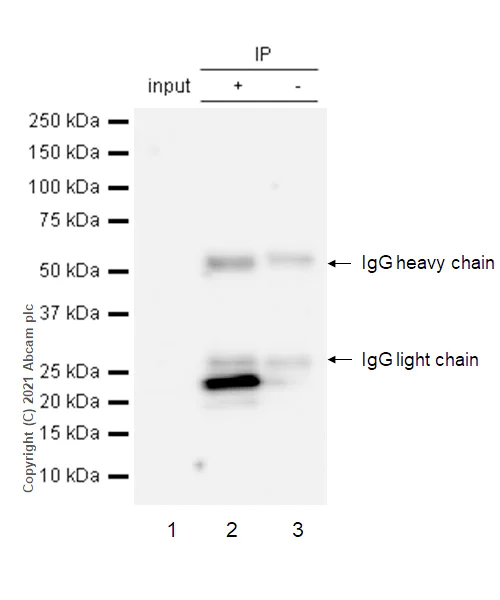 Anti-RAB13 antibody [EPR14109(B)] - BSA and Azide free (ab250269) | Abcam