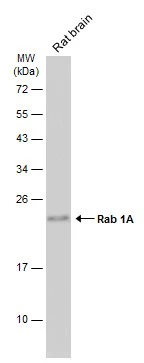 Anti-Rab1A antibody (ab228354) | Abcam