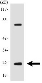 Anti-Rab20 antibody (ab137943) | Abcam