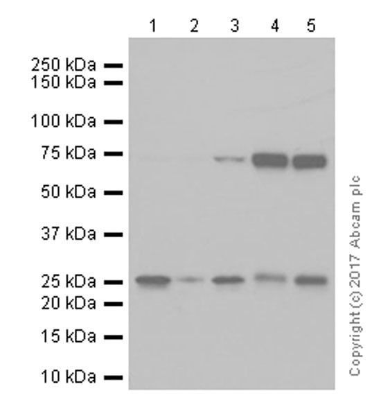 Anti-Rab4 antibody [EPR3042] - Early Endosome Marker (ab108974) | Abcam