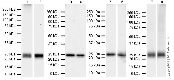 Rab5抗体[EPR21801] - Early Endosome Marker (ab218624)| Abcam中文官网