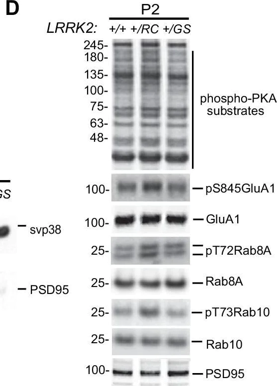 Anti-RAB8A (phospho T72) antibody [MJF-R20] (ab230260) | Abcam