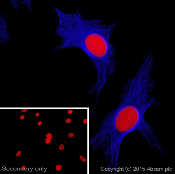 Rabbit Anti Goat (IgG) secondary antibody Alexa Fluor® 405 (ab175667 ...