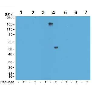 Rabbit Mono Anti Human (IgG4 heavy chain) secondary antibody [RM120] Biotin