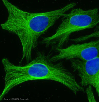 Rabbit Anti-Mouse IgG (Alexa Fluor® 488) preadsorbed secondary antibody ...