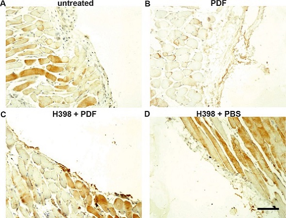 Rabbit Anti-Sheep IgG (HRP) secondary antibody (ab6747) | Abcam