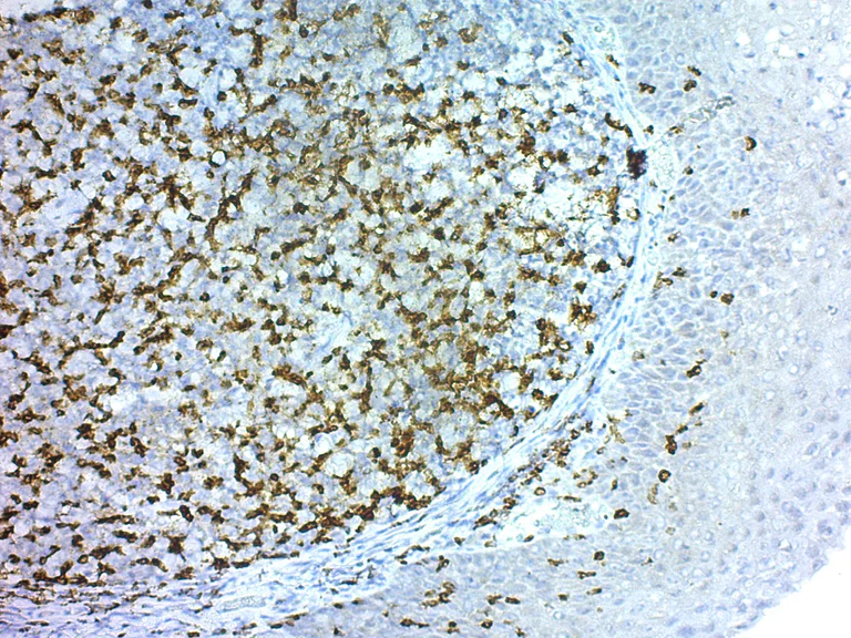 Rabbit specific HRP/DAB Detection IHC Detection Kit (ab236469) | Abcam