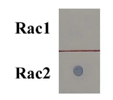 Rac2 Activation Assay Kit (ab211162) | Abcam