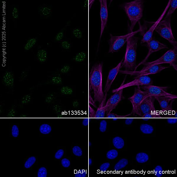 Anti-Rad51 antibody [EPR4030(3)] Rabbit monoclonal (ab133534) | Abcam