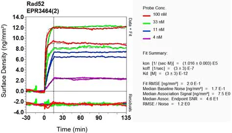 Anti-RAD52 antibody [EPR3464(2)] Rabbit monoclonal (ab124971) | Abcam
