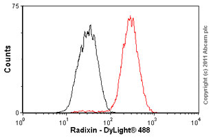 Anti-Radixin/RDX antibody [EP1862Y] (ab52495) | Abcam