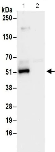 Anti-Rag D antibody - N-terminal (ab187679) | Abcam