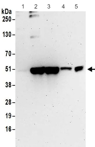 Anti-Rag D antibody - N-terminal (ab187679) | Abcam
