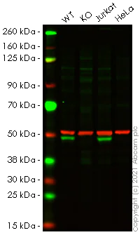 Anti-Rag D antibody - N-terminal (ab187679) | Abcam